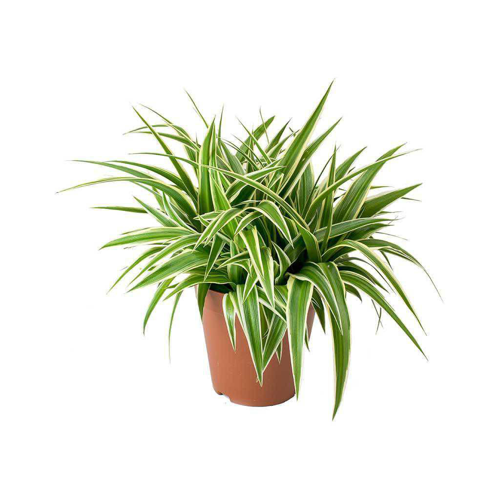 Buy Online Chlorophytum Comosum 'Ocean' House Plant (Spider Ivy) in UAE ...